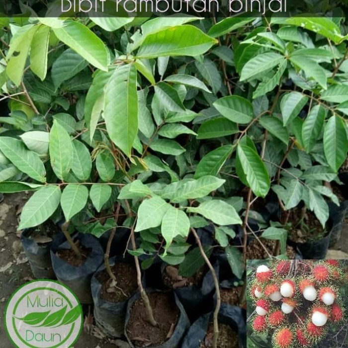 Pohon Rambutan Binjai