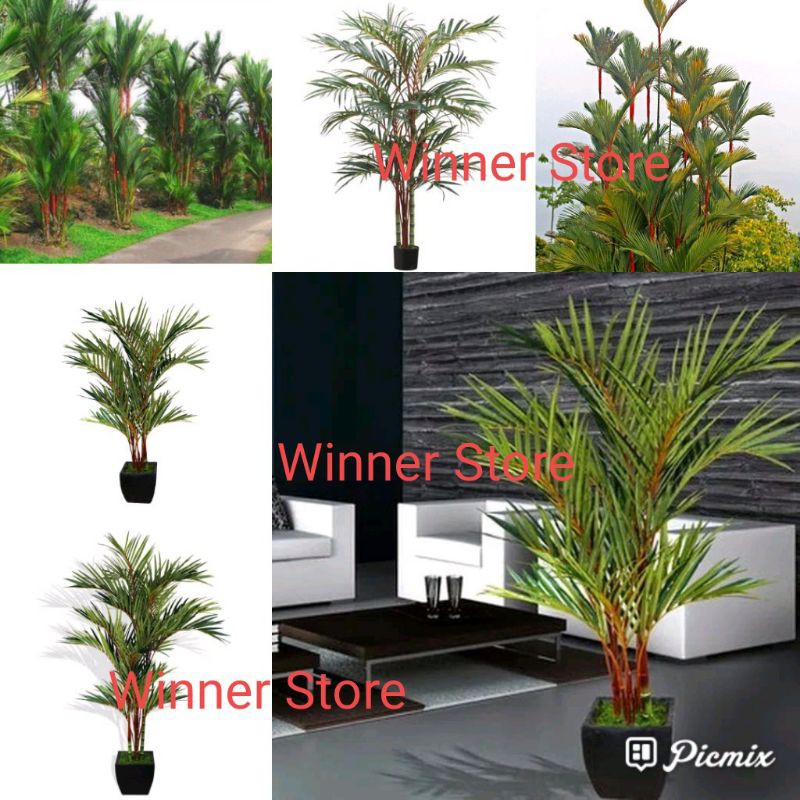 Pohon Pinang Merah