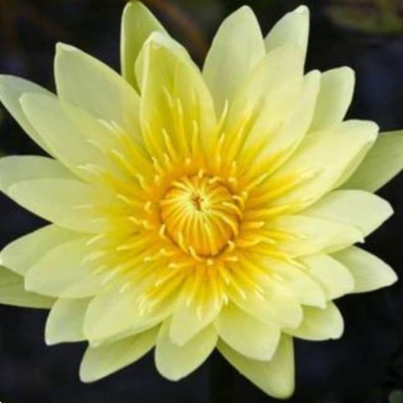 Biji Benih shopping Bunga Lotus Kuning Bunga