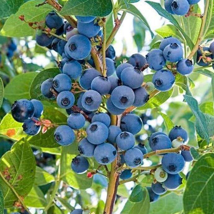 Pohon Buah Blueberry