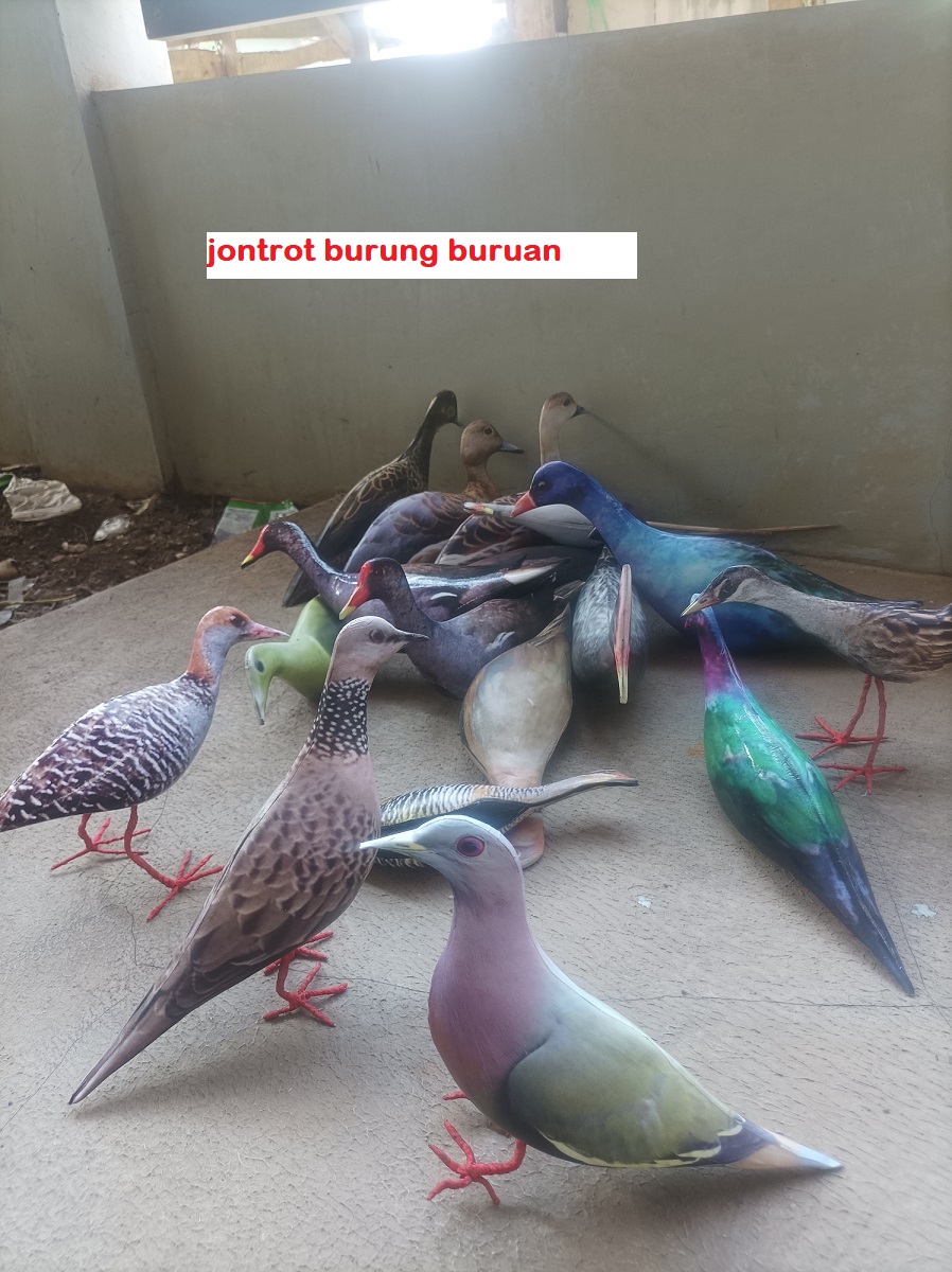 Jenis Burung Anis Dan Harganya