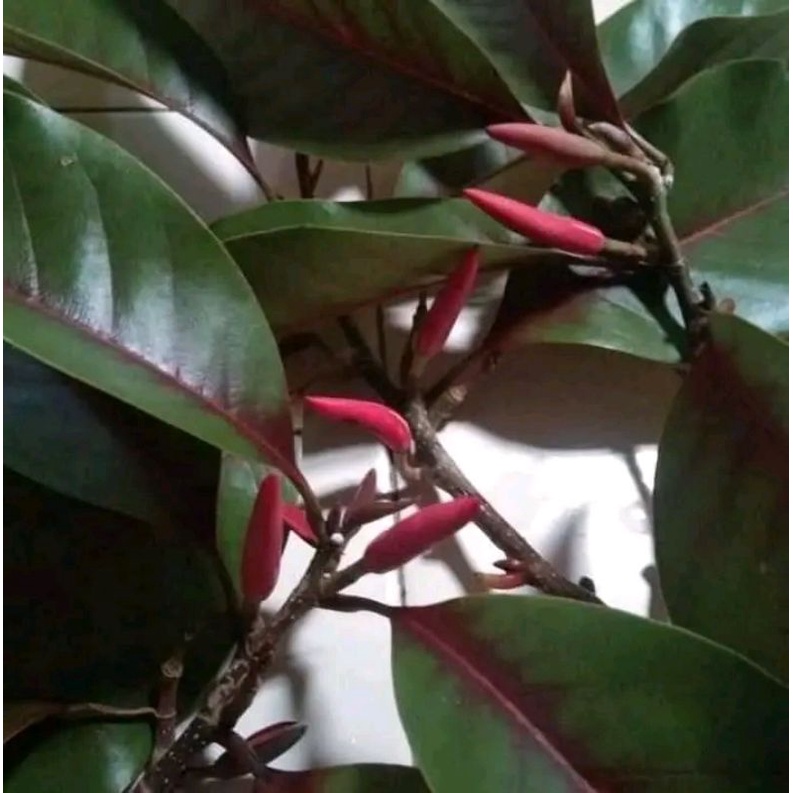 Jual Sabul Psht Jambon Terbaru - Sep 2024 | Lazada.co.id