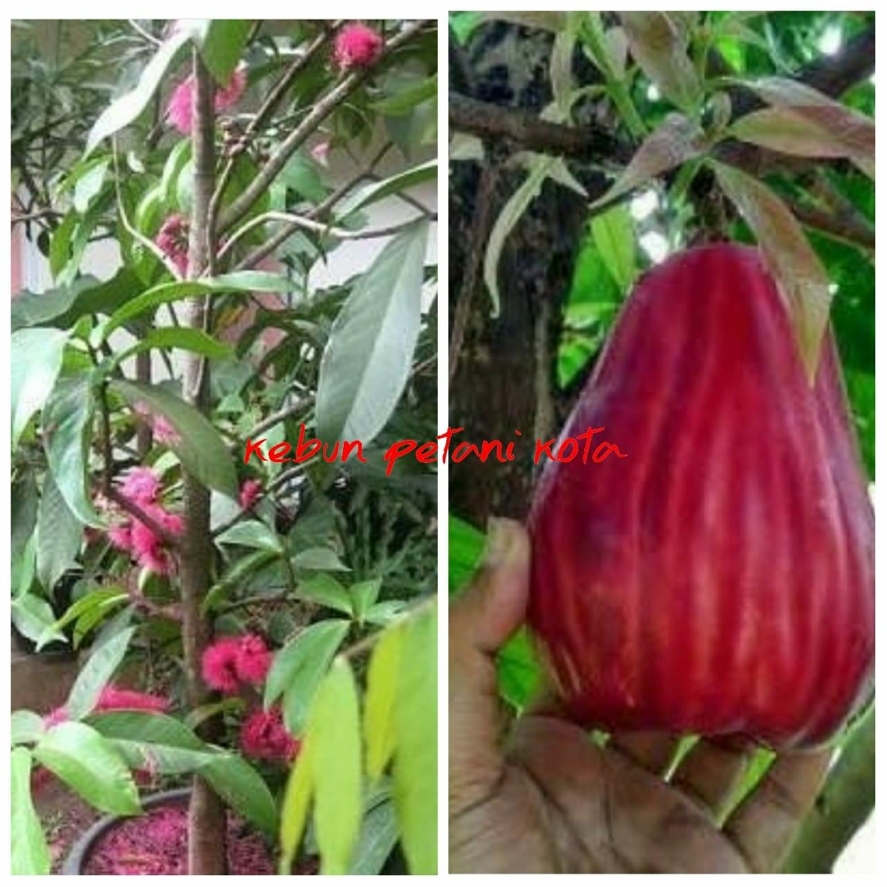 Pohon Jambu Darsono