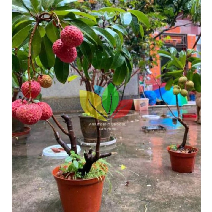 Pohon Leci Berbuah Berapa Tahun