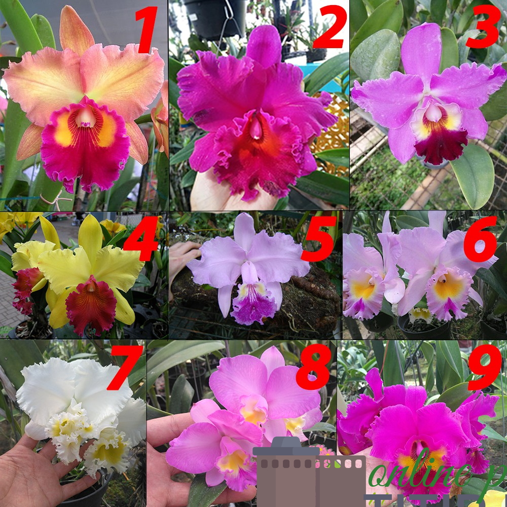 Wajib Tahu! Contoh Bunga Anggrek yang Lagi Ngetrend - Informasi Seputar ...