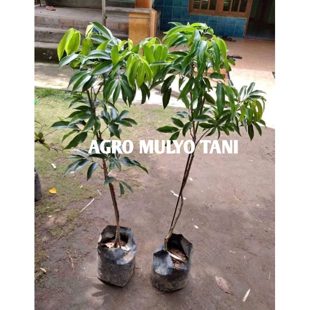 Pohon Leci Dalam Pot