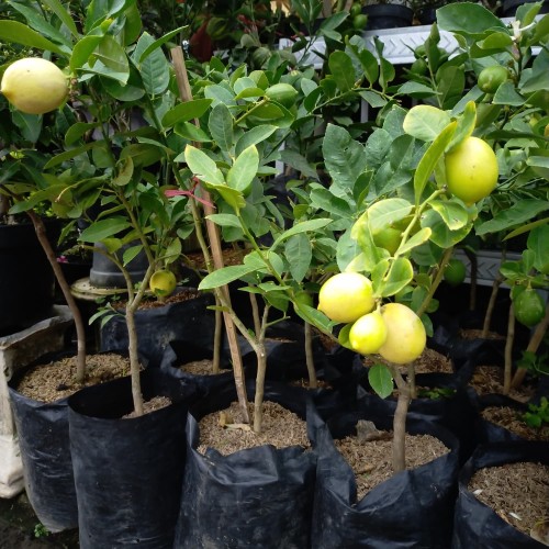 Pohon Lemon