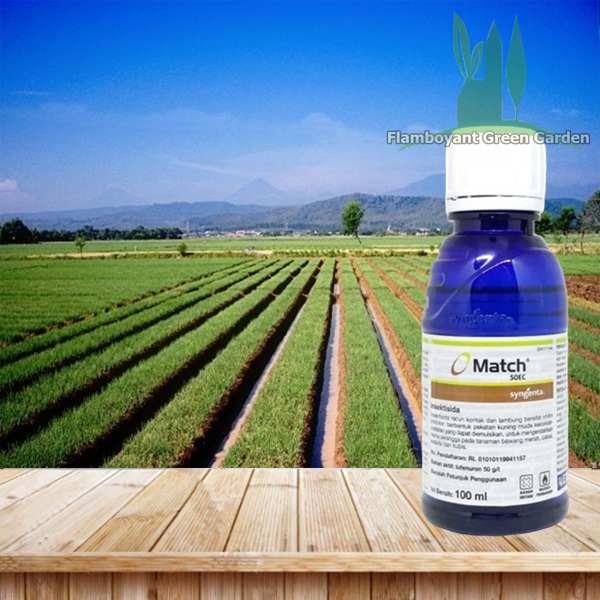 Promo Insektisida 100ml MATCH 50EC Obat Pertanian Pembasmi Ulat Daun di ...