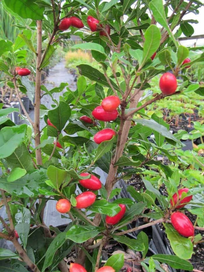 Pohon Buah Berry