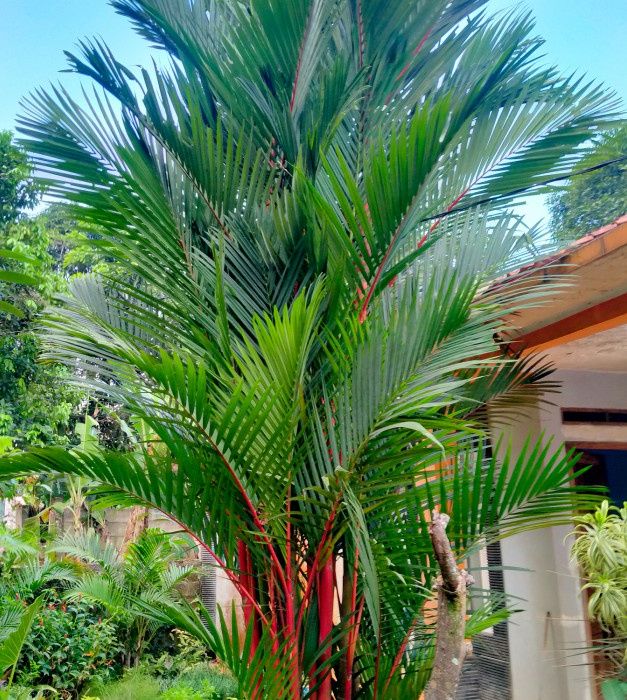 Pohon Pinang Merah