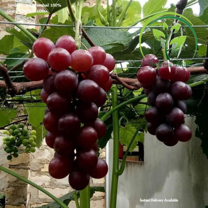 Jual Anggur Red Globe 250 Gram Buah Anggur Red Globe Segar Grape Fruit ...