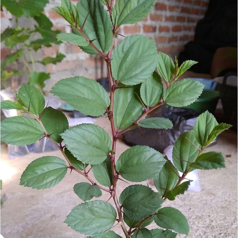 Jual Pohon Daun Kaca Beling Pakai Pot Terbaru - Sep 2024 | Lazada.co.id