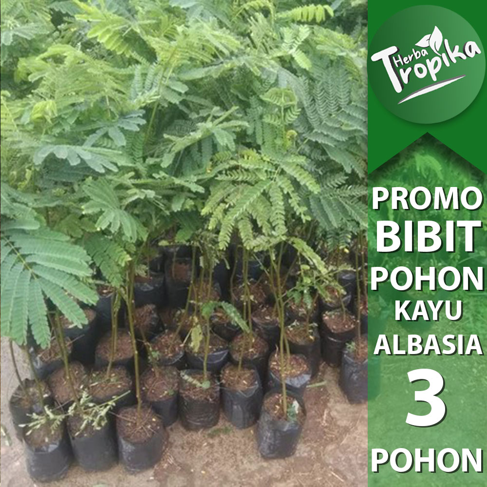 Hanya Ada Di Indonesia Rebutan Daun Pohon Albasia Untuk