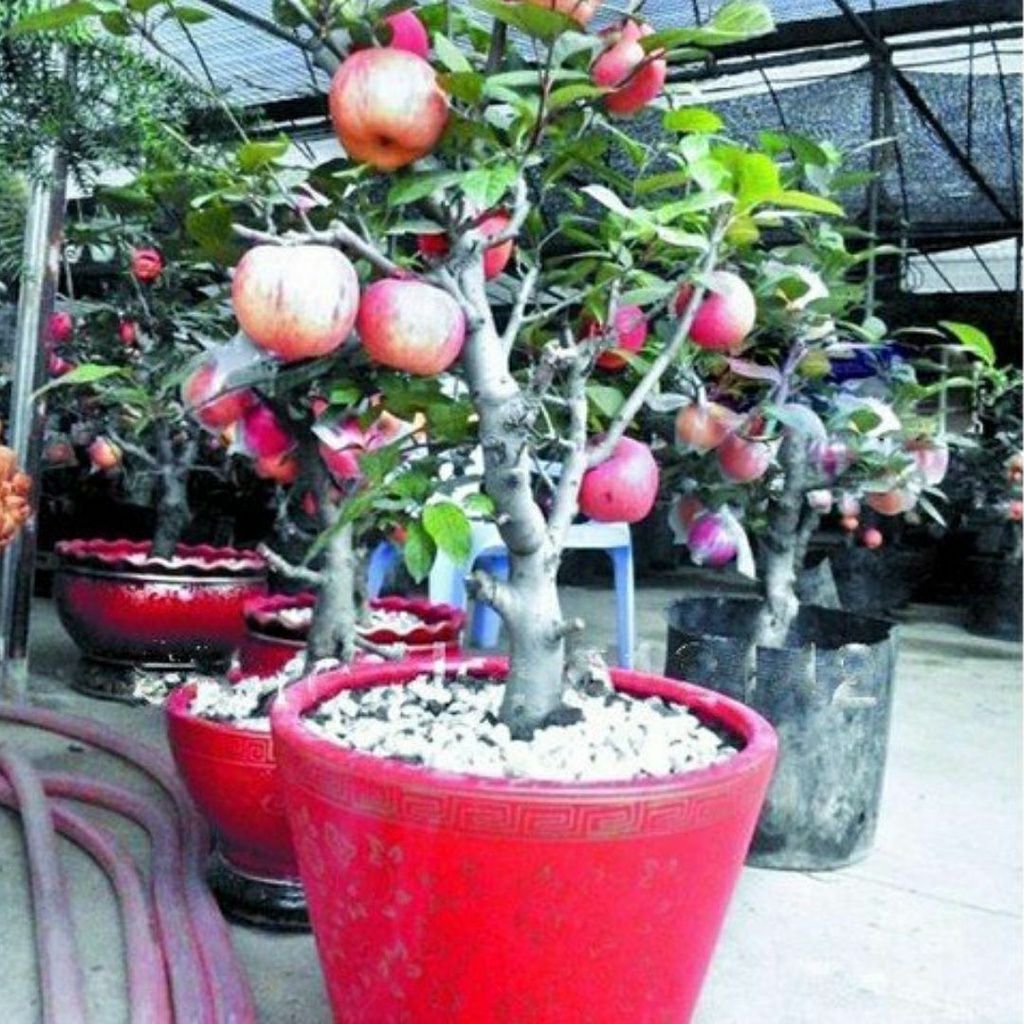 Promo Bibit apel fuji merah cangkok cepat berbuah Diskon 4% di Seller ...