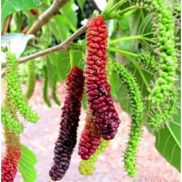 Pohon Murbei Jumbo