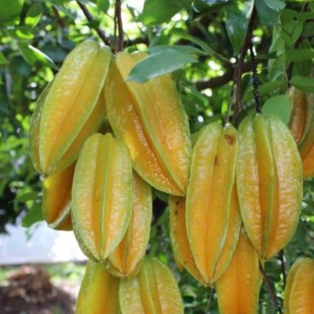 Pohon Belimbing