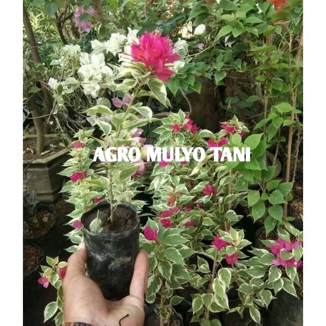 Bougenville 3 Warna Variegata - Jual Bougenville 3 Warna Variegata ...