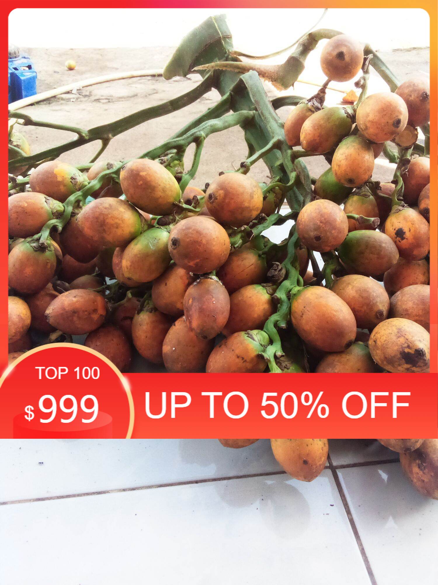 Jual Buah Pepino 1 Kg Kawasan Kediri Terbaru - Jan 2025 | Lazada.co.id