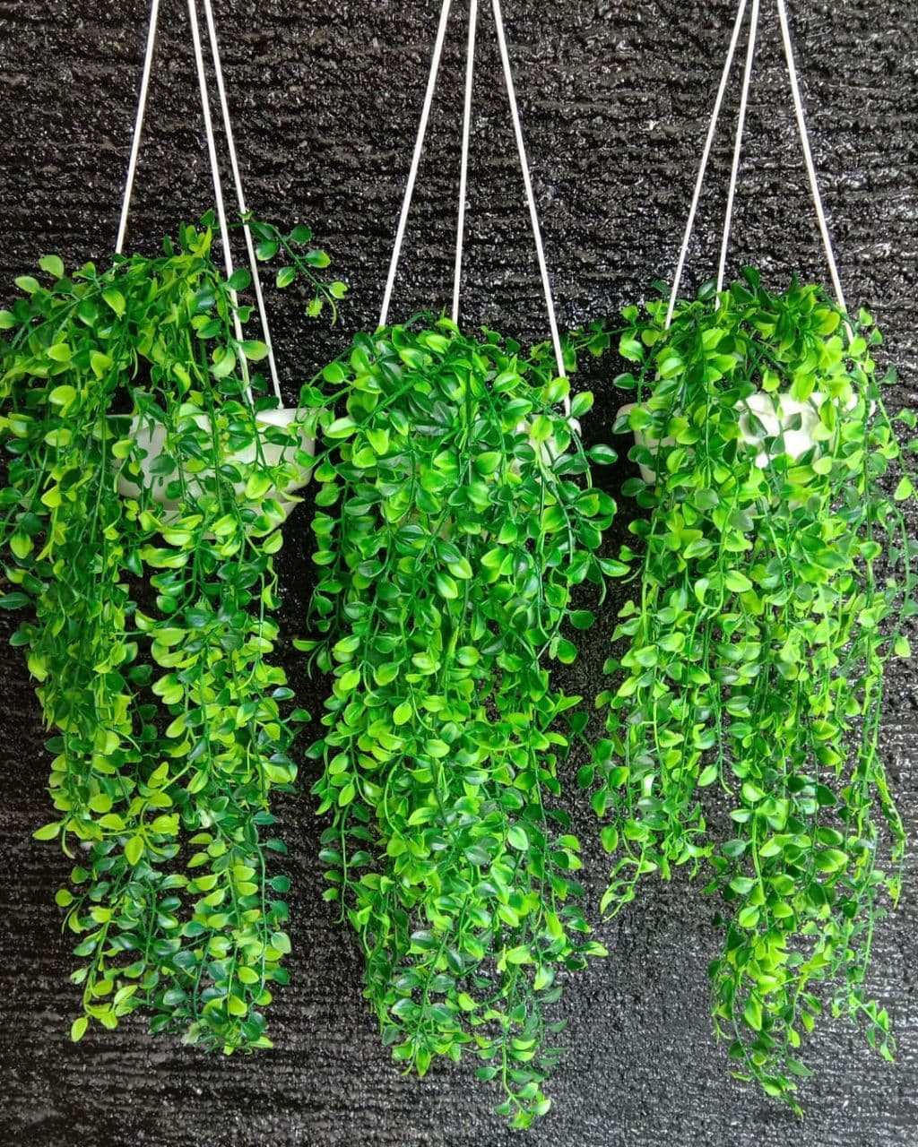 Jual Bunga Sudut Jumbo Tinggi Pakai Pot Terbaru - Aug 2024 | Lazada.co.id