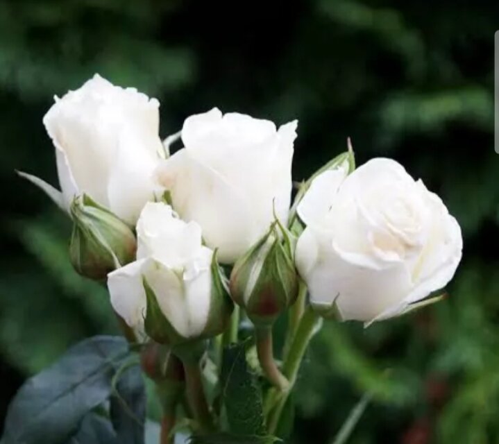 Gambar Bunga Mawar Putih