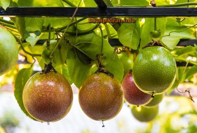 Jual Buah Lo Han Ko Terbaru - May 2024 | Lazada.co.id