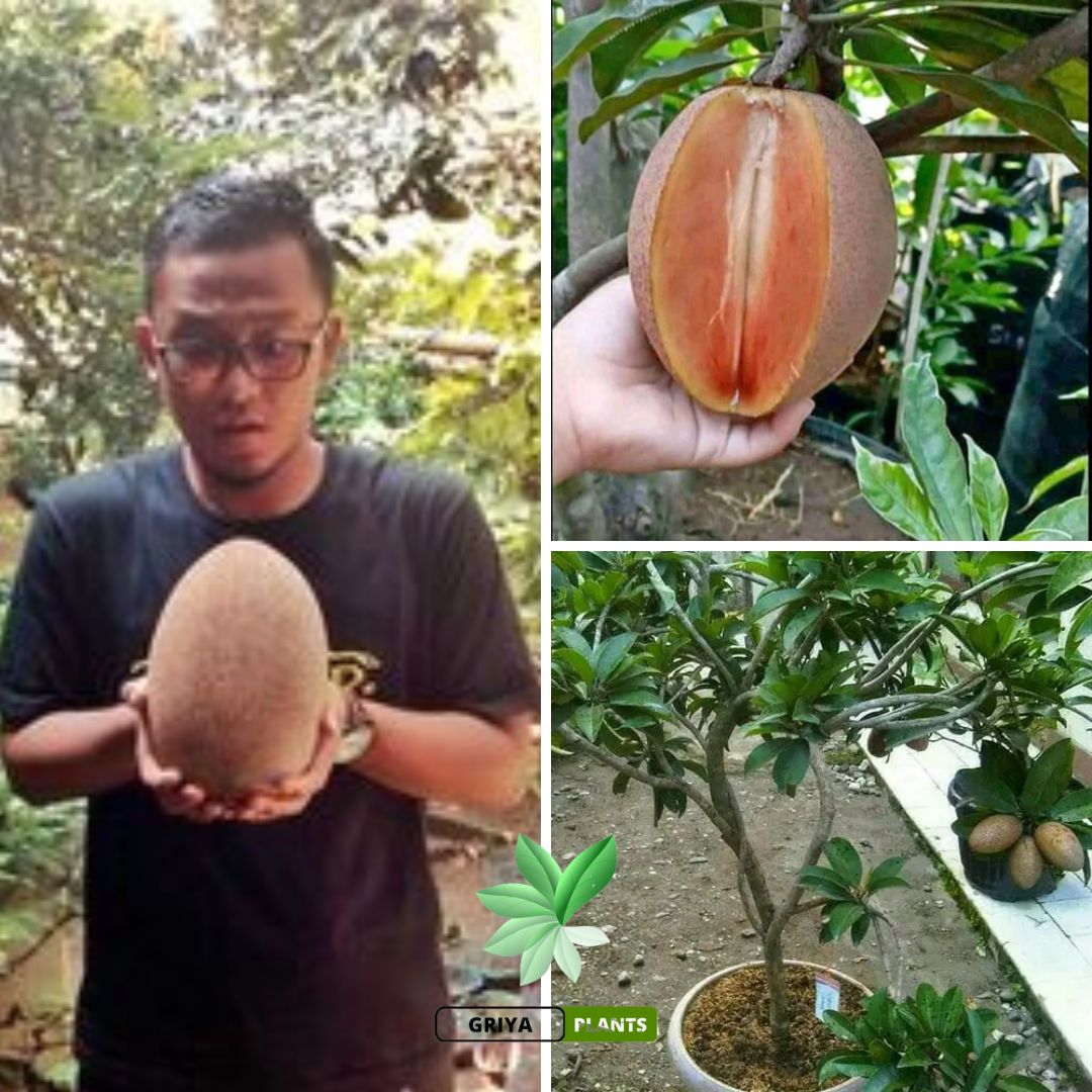 Jual Pohon Sawo Berbuah Terbaru - Aug 2024 | Lazada.co.id