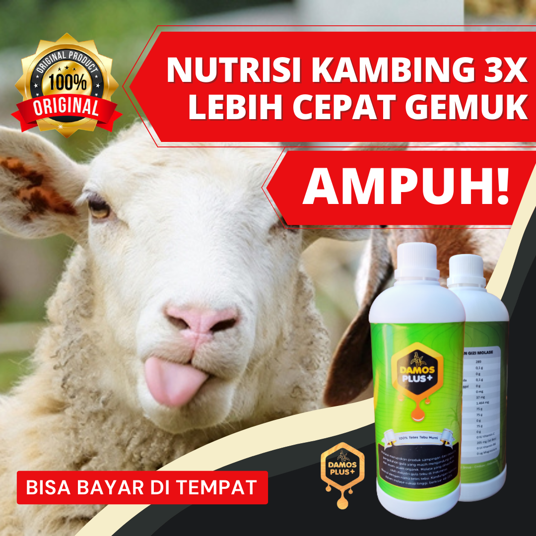 Jual Obat Mastitis Pada Kambing Terbaru - May 2024 | Lazada.co.id