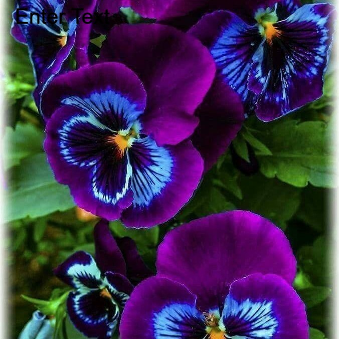 Anggrek Dendrobium Enobi Purple - Jual Anggrek Dendrobium Enobi Purple ...