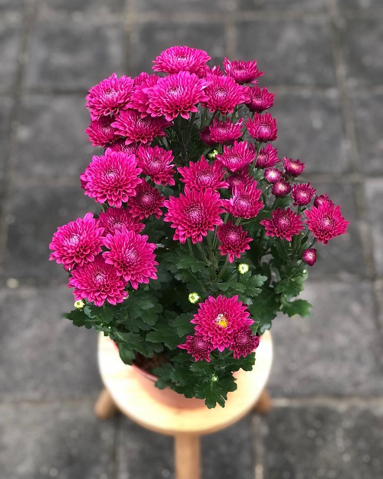 Jual Bunga Hidup Terbaru 2024 Terbaru - May 2024 | Lazada.co.id