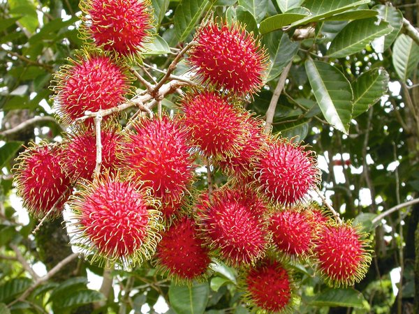 Pohon Rambutan Rapiah
