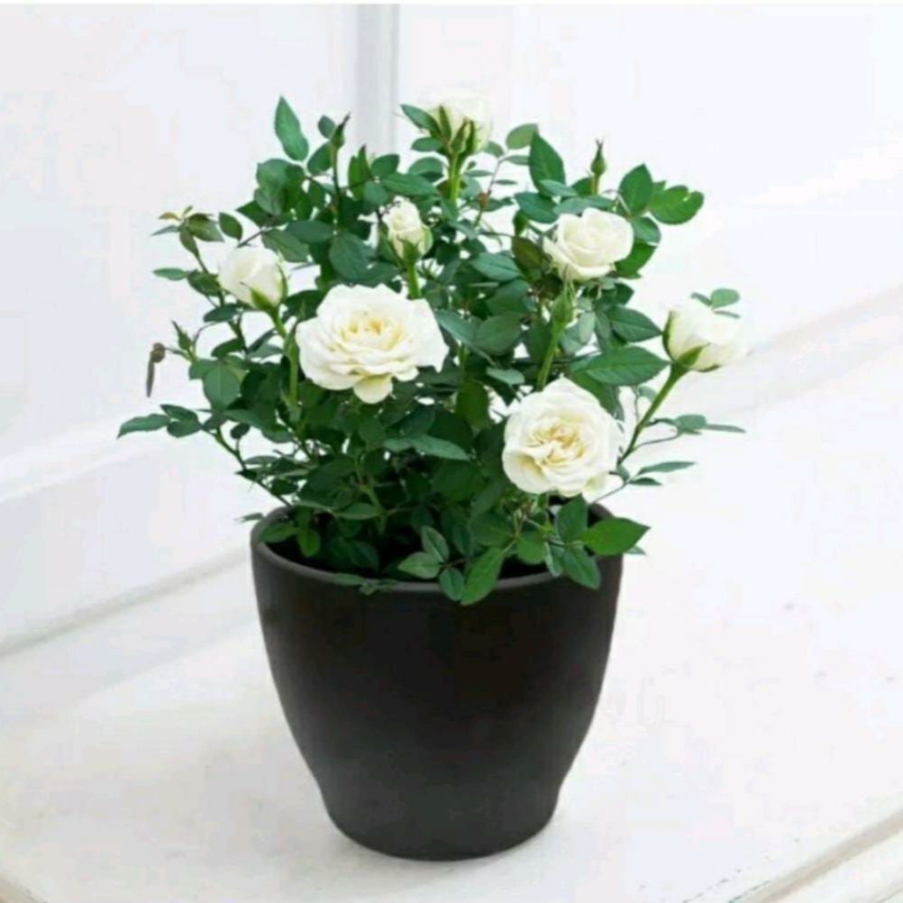 Jual Bunga Suplir Hidup Daun Besar Terbaru - Jun 2024 | Lazada.co.id