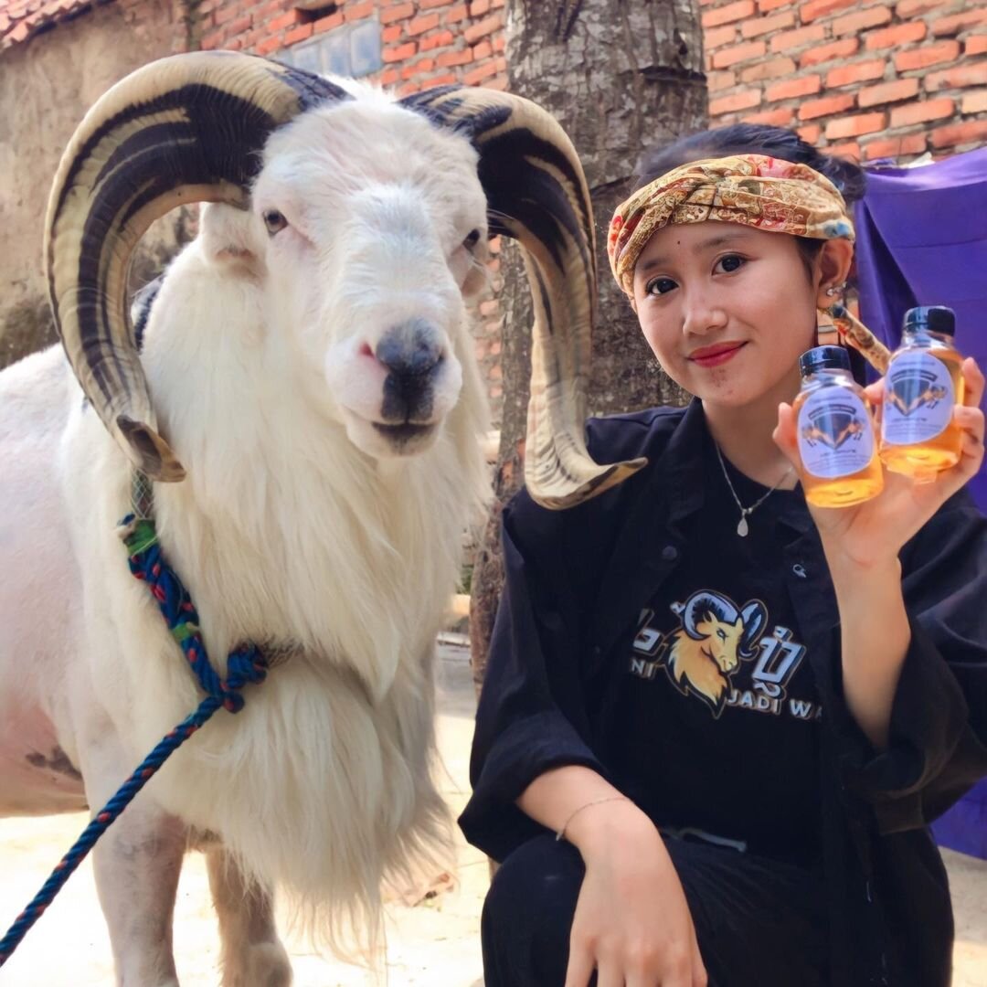 Harga Domba Garut Umur 1 Tahun