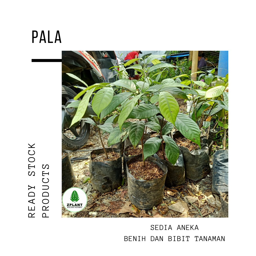 Bibit Pohon Pala