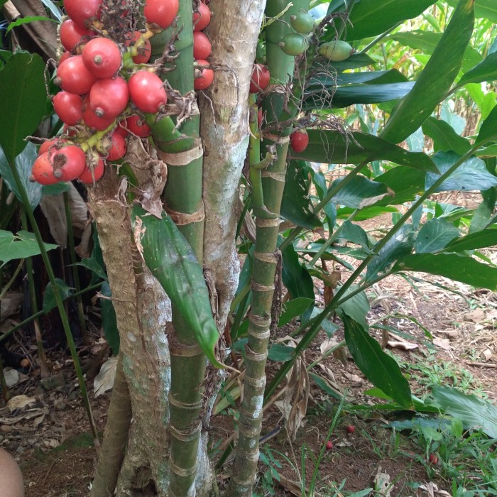 Pohon Pinang Merah