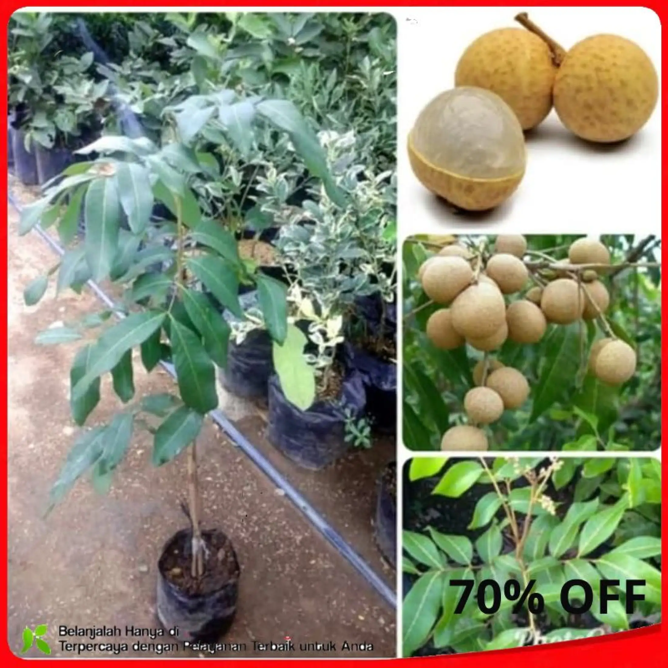 Cara Menanam Pohon Kelengkeng Dalam Pot